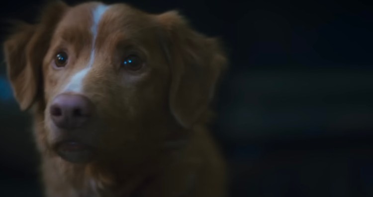 Good Boy – Warren Watched A Movie